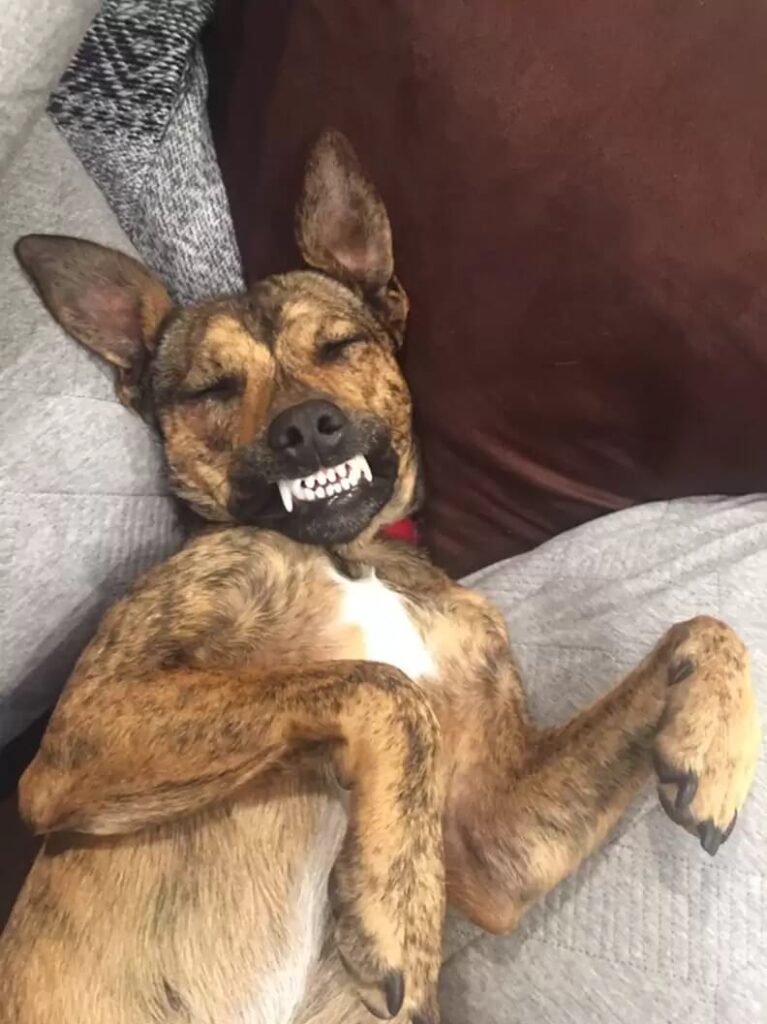 52 Funny Dog Faces That Will Make You Howl with Laughter