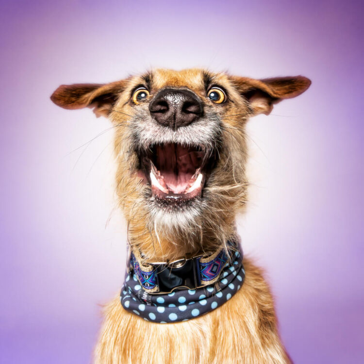 52 Funny Dog Faces That Will Make You Howl with Laughter