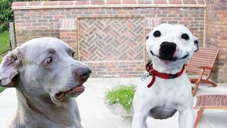 52 Funny Dog Faces That Will Make You Howl with Laughter