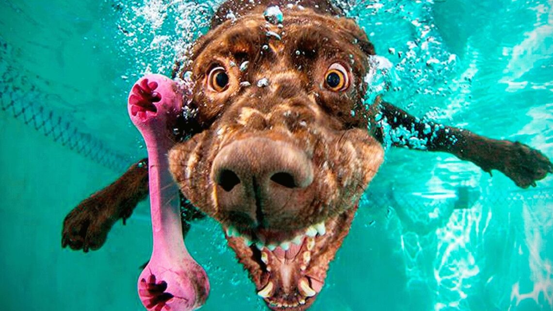 52 Funny Dog Faces That Will Make You Howl with Laughter