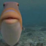 35 Funny Fish Pictures That'll Have You Bubbling with Laughter