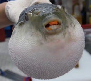 35 Funny Fish Pictures That'll Have You Bubbling with Laughter