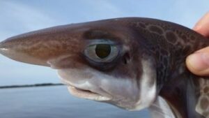 35 Funny Fish Pictures That'll Have You Bubbling with Laughter