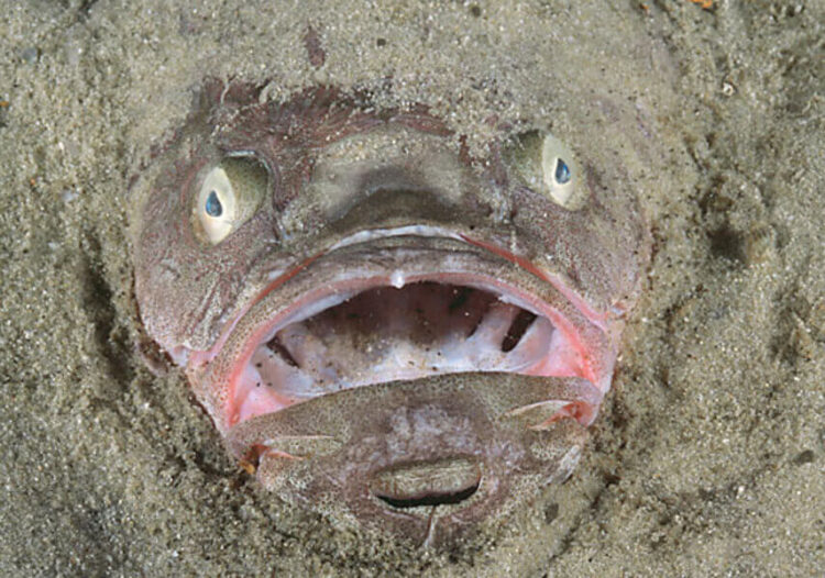 35 Funny Fish Pictures That'll Have You Bubbling with Laughter