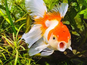 35 Funny Fish Pictures That'll Have You Bubbling with Laughter