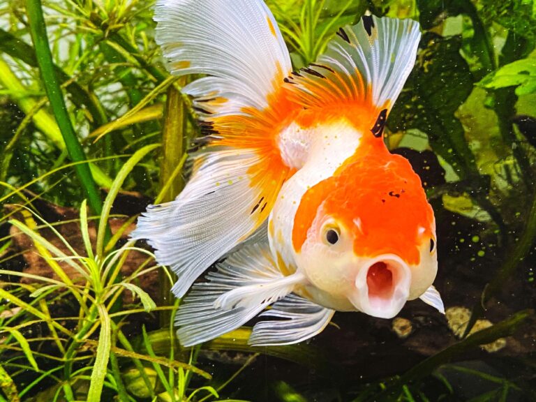 35 Funny Fish Pictures That'll Have You Bubbling with Laughter