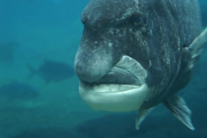 35 Funny Fish Pictures That'll Have You Bubbling with Laughter