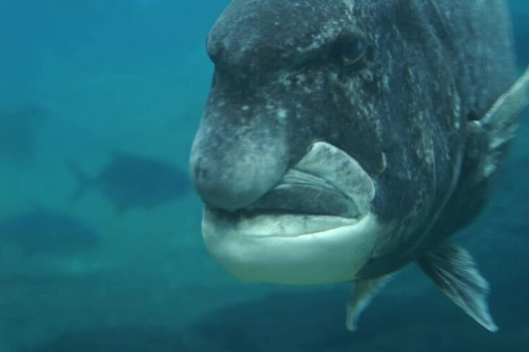 35 Funny Fish Pictures That'll Have You Bubbling with Laughter