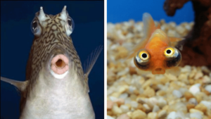 35 Funny Fish Pictures That'll Have You Bubbling with Laughter