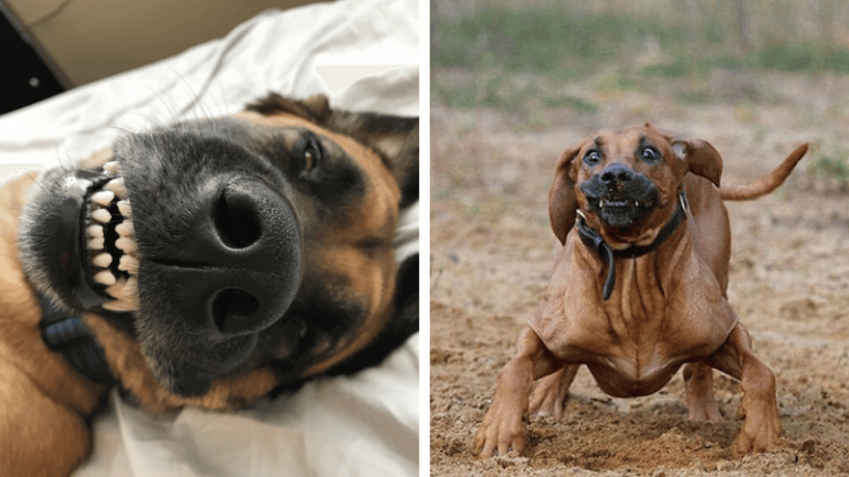 52 Funny Dog Faces That Will Make You Howl with Laughter