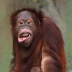 29 Funny Monkey Pictures That Will Make You Screech with Laughter