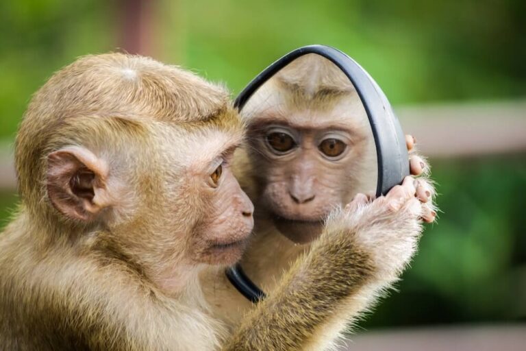 29 Funny Monkey Pictures That Will Make You Screech with Laughter