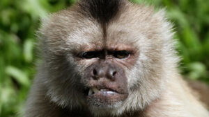 29 Funny Monkey Pictures That Will Make You Screech with Laughter