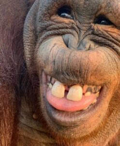 29 Funny Monkey Pictures That Will Make You Screech with Laughter