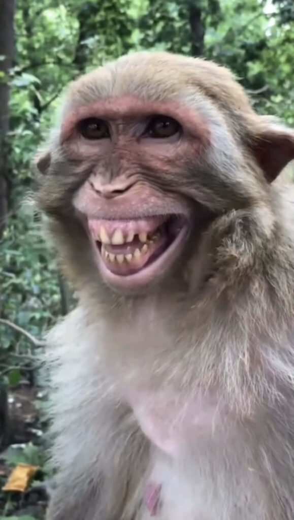 29 Funny Monkey Pictures That Will Make You Screech with Laughter