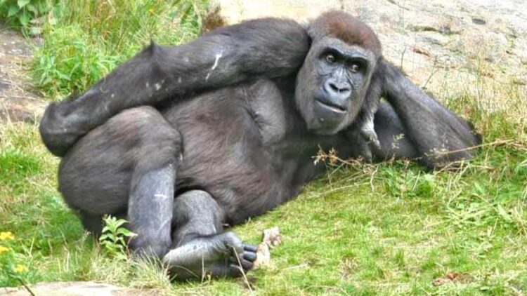 29 Funny Monkey Pictures That Will Make You Screech with Laughter