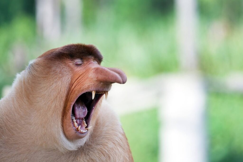 29 Funny Monkey Pictures That Will Make You Screech with Laughter