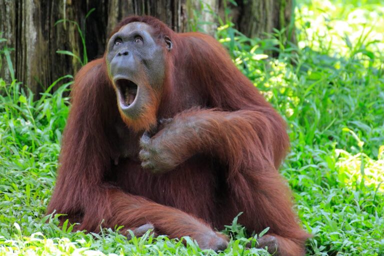 29 Funny Monkey Pictures That Will Make You Screech with Laughter