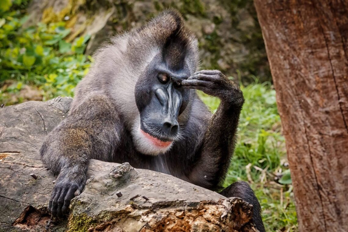 29 Funny Monkey Pictures That Will Make You Screech with Laughter