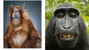 29 Funny Monkey Pictures That Will Make You Screech with Laughter