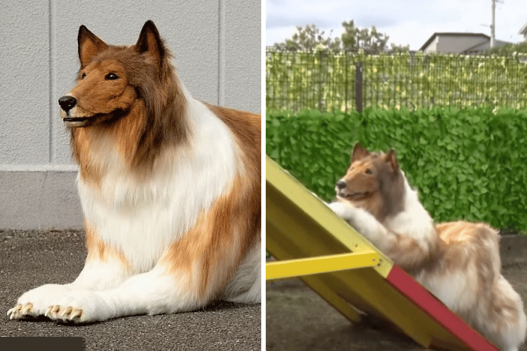 Man who spent $14,000 to 'become a dog' attempts agility course with ...