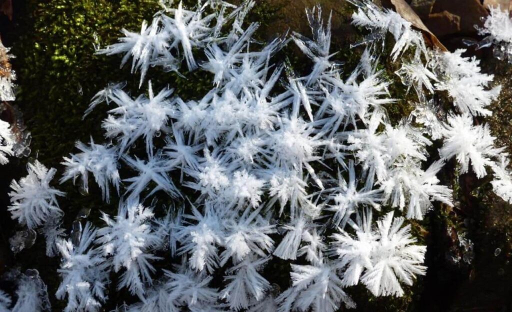 Secret Winter Wonderland: The Enchanting Ice Flowers You Never Knew Existed