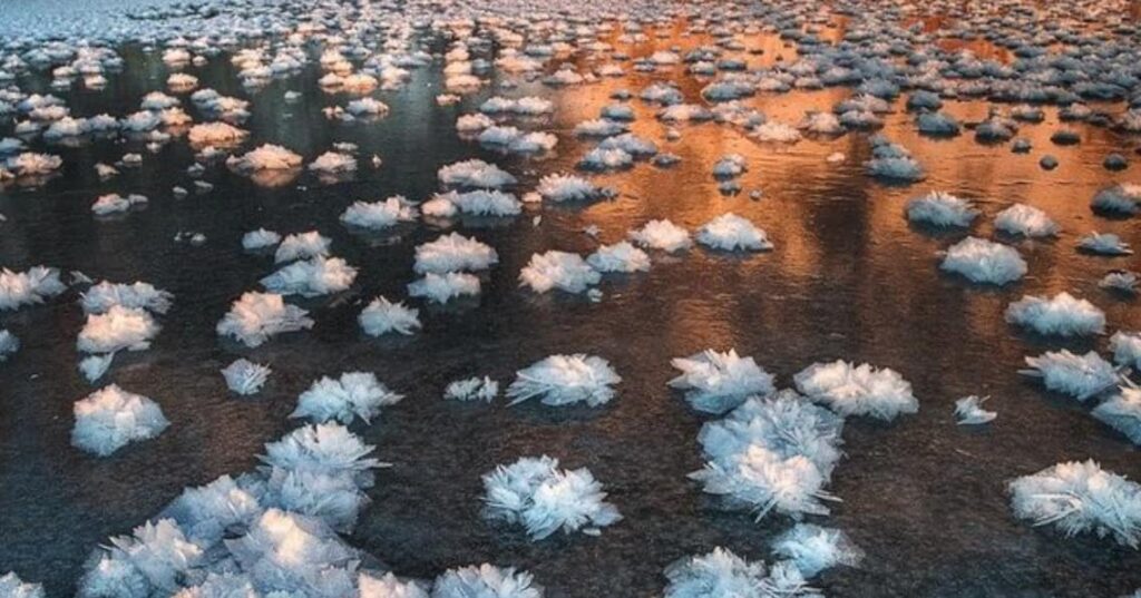 Secret Winter Wonderland: The Enchanting Ice Flowers You Never Knew Existed