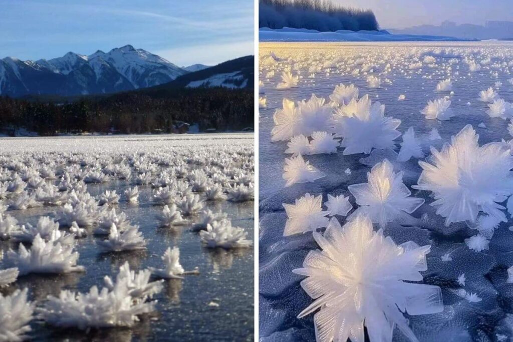 Secret Winter Wonderland: The Enchanting Ice Flowers You Never Knew Existed