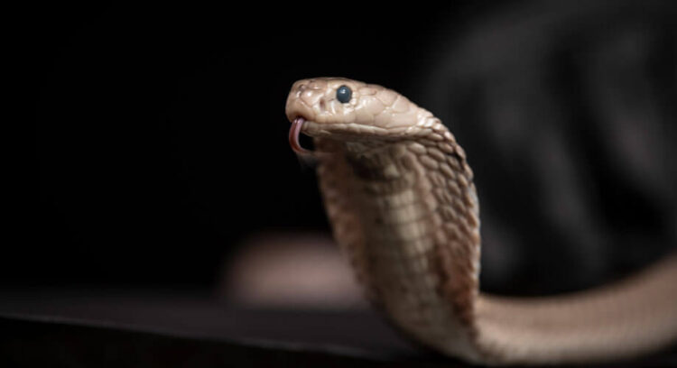 Universal Antivenom Could End Snakebite Nightmares Forever